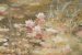 SHIKAMA, Mai｜Artist｜KISARAGI BIJUTSU STUDIO